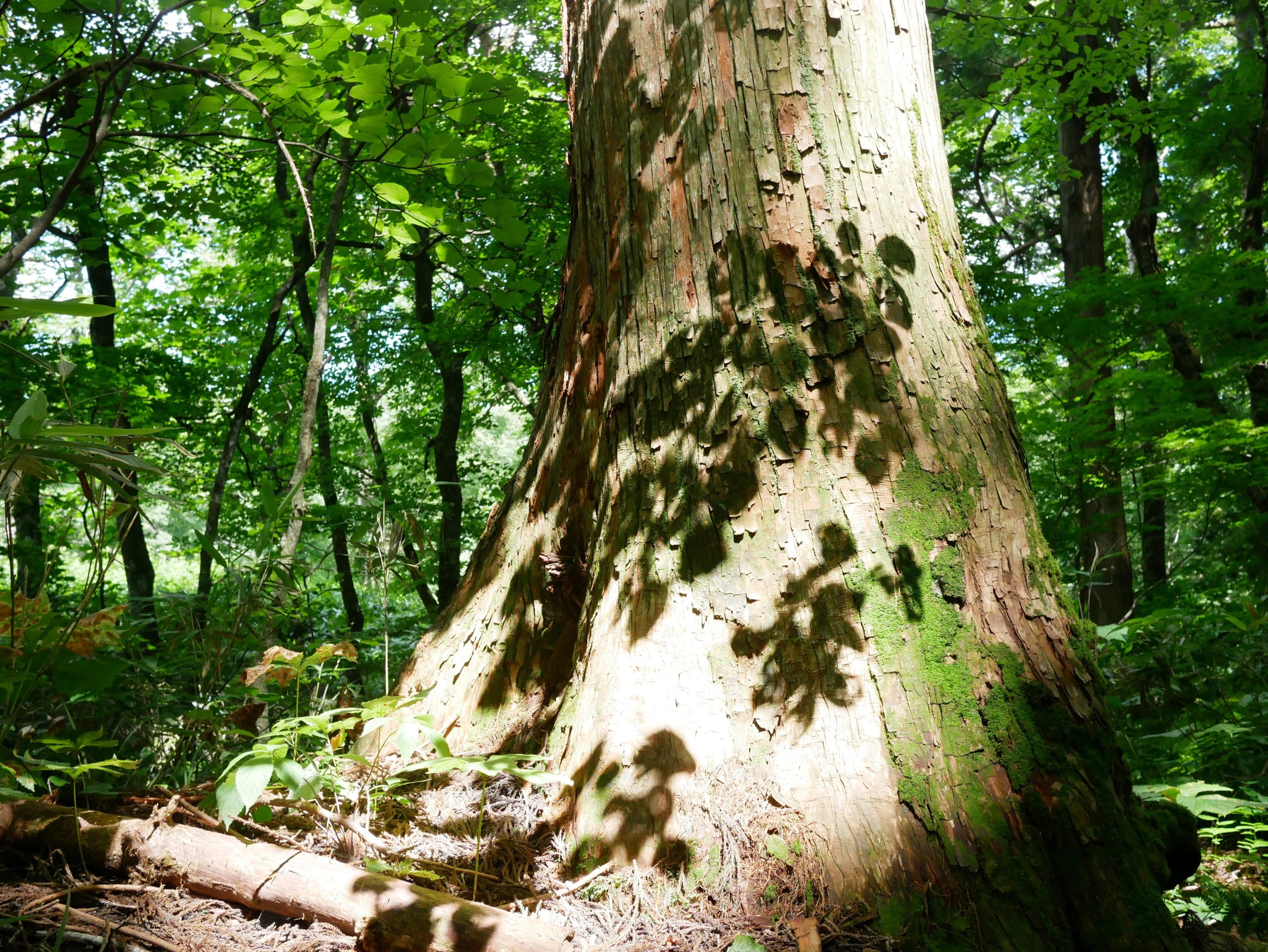 夏の戸隠巡拝記 : Vision Bridge ｜ ブランドプロデュース